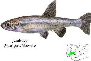 Registros de seguimiento poblacional de jarabugo 'Anaecypris hispanica ...